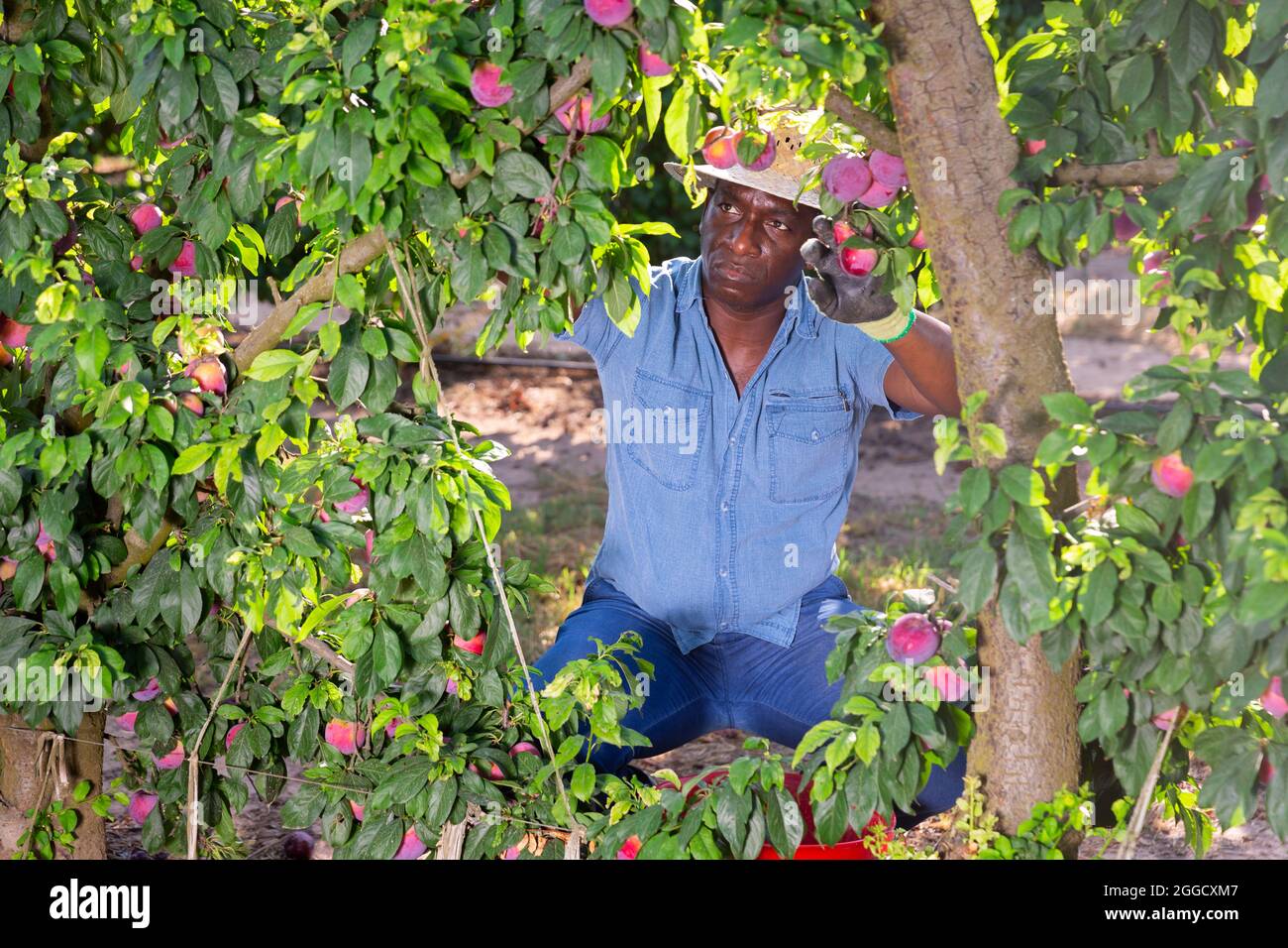 African male gardener picking plums from tree Stock Photo - Alamy