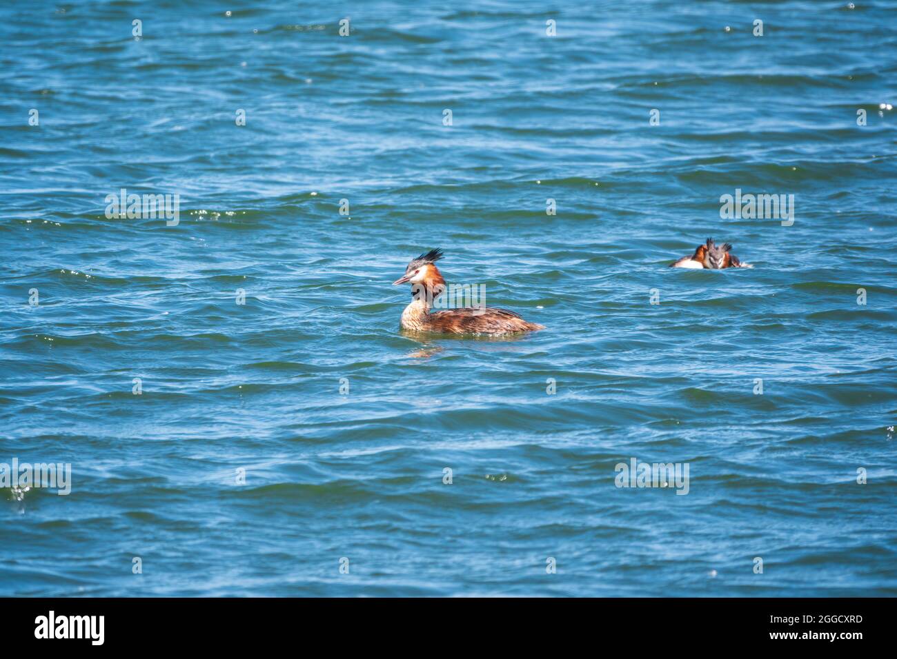 Two Great Crested Grebes swim in the lake. The great crested grebe ...