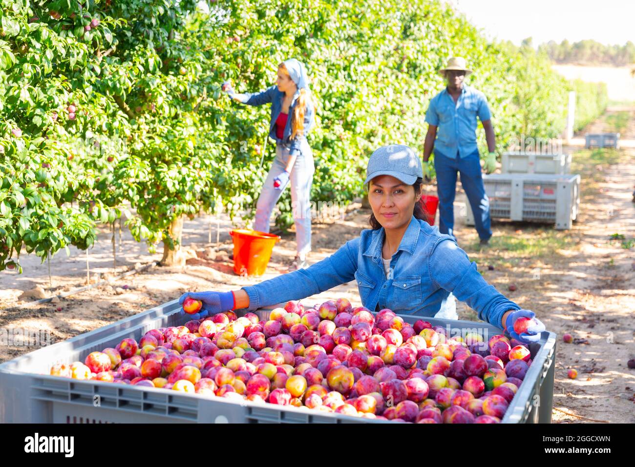 Asian female posing near crate full of plums Stock Photo - Alamy
