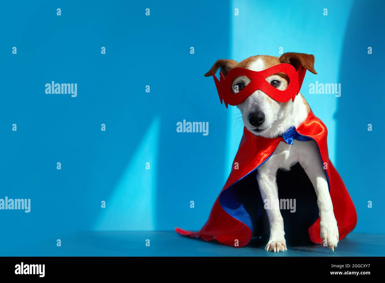 Dog super hero costume. little jack russell wearing a red mask for ...