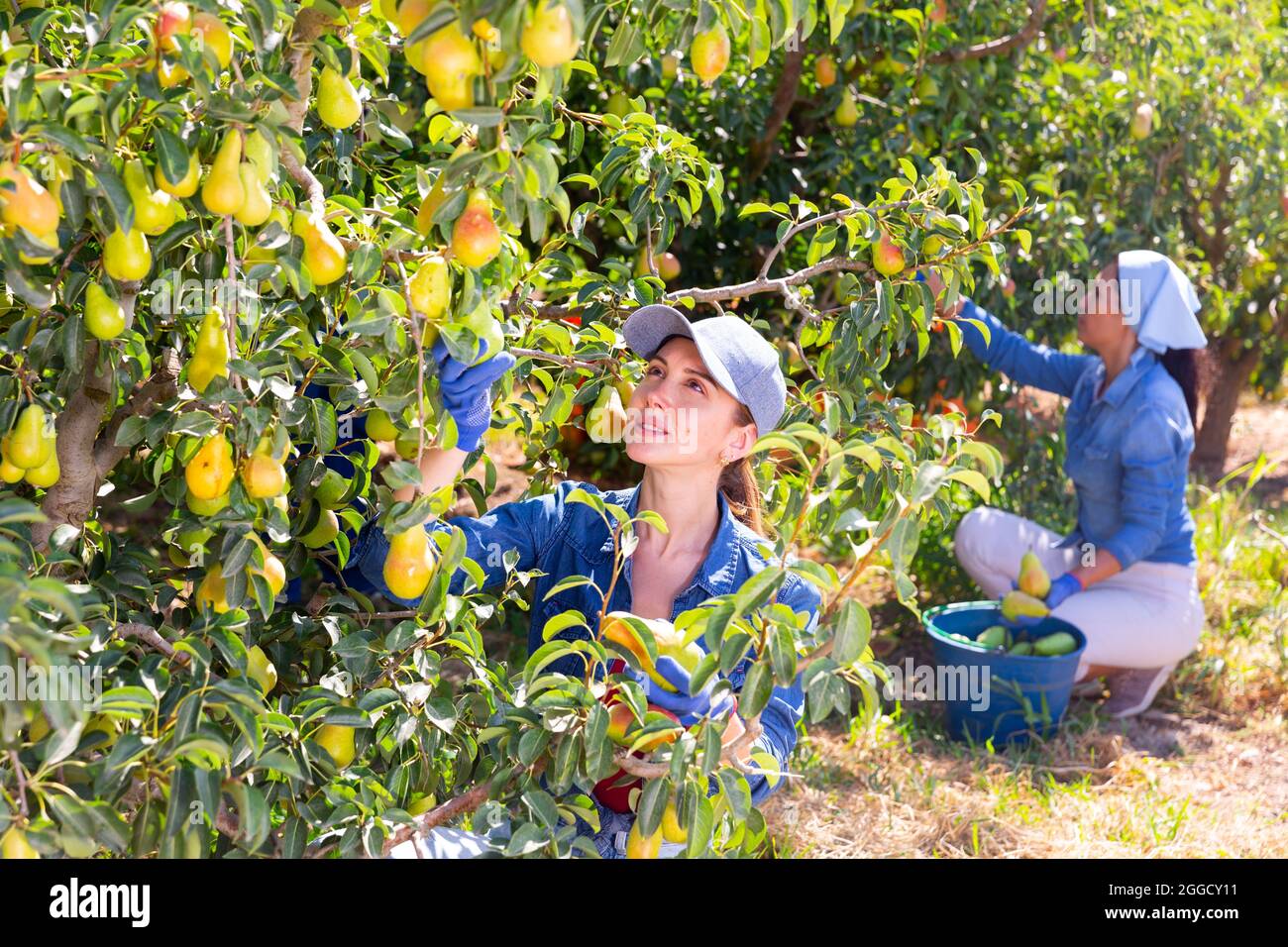 Pear picker hi-res stock photography and images - Alamy