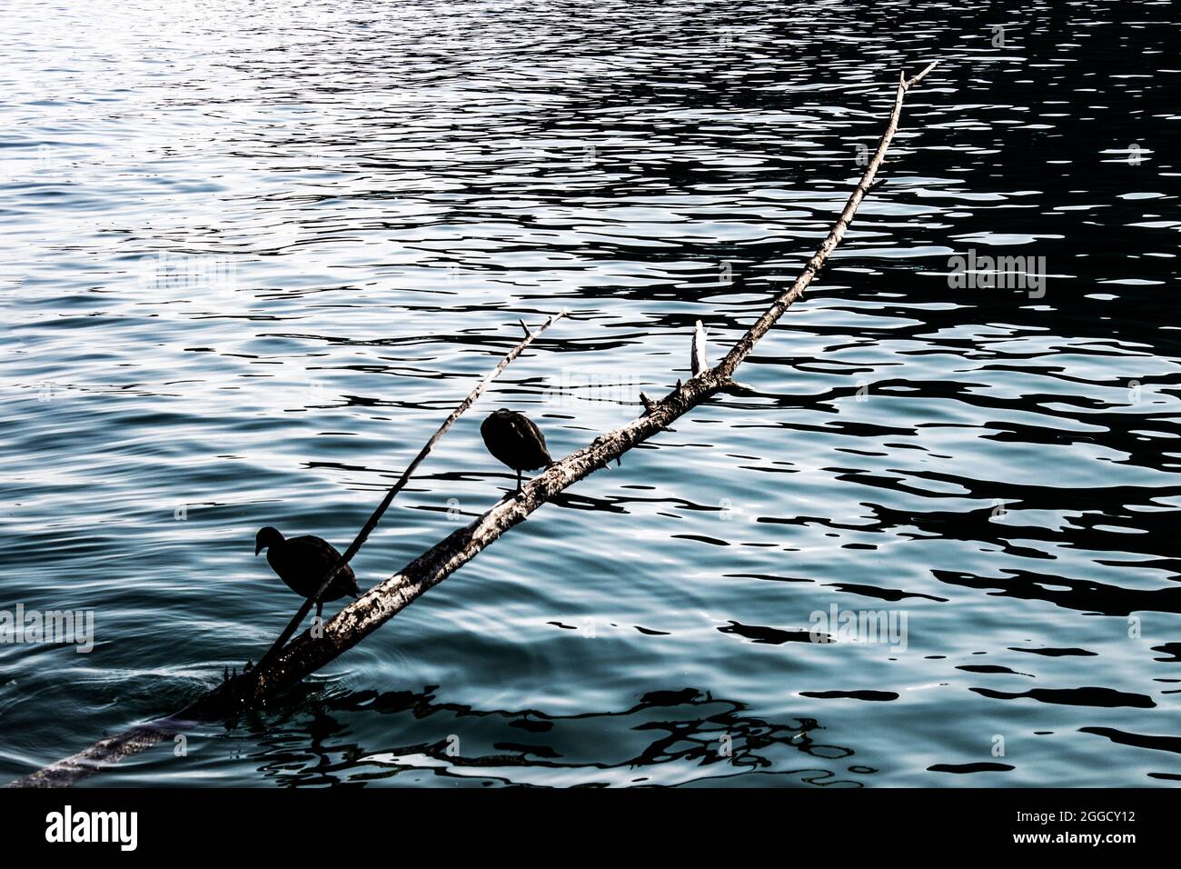 Tow birds sitting on a branch emerging from the Lugano Lake Stock Photo ...