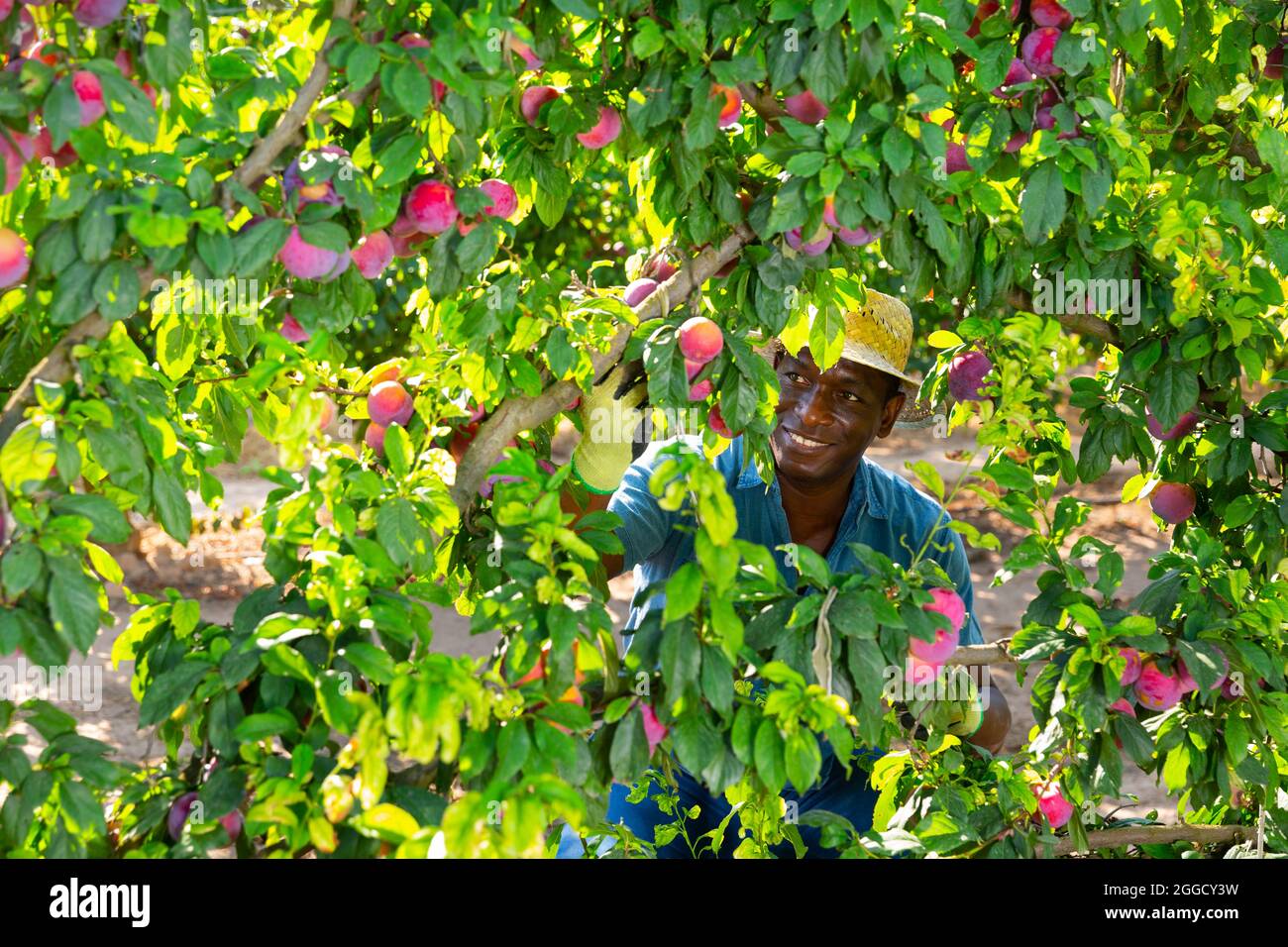 African plum tree hi-res stock photography and images - Alamy