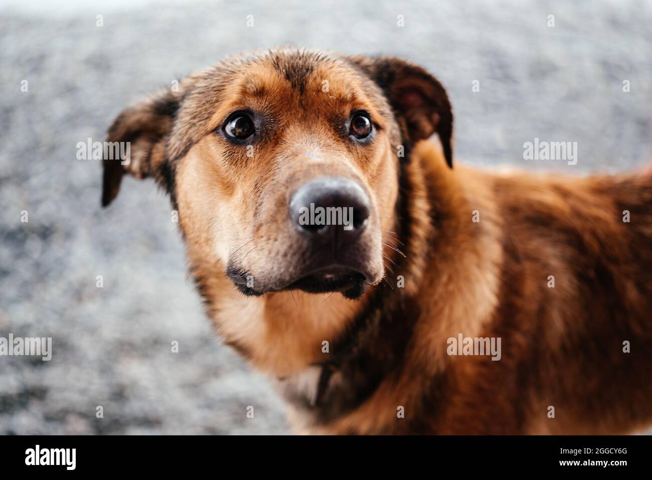 The street homeless hungry dog portrait, free-stranging stray dog Stock ...