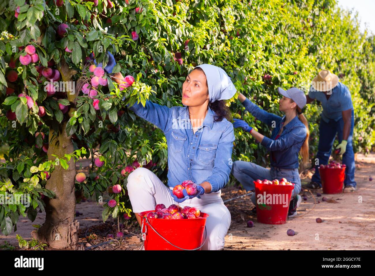 African woman picking fruit in hi-res stock photography and images - Alamy
