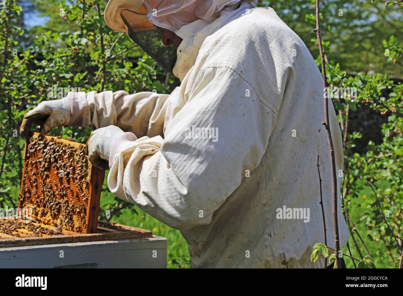 Beekeeper works on his beehive Stock Photo - Alamy