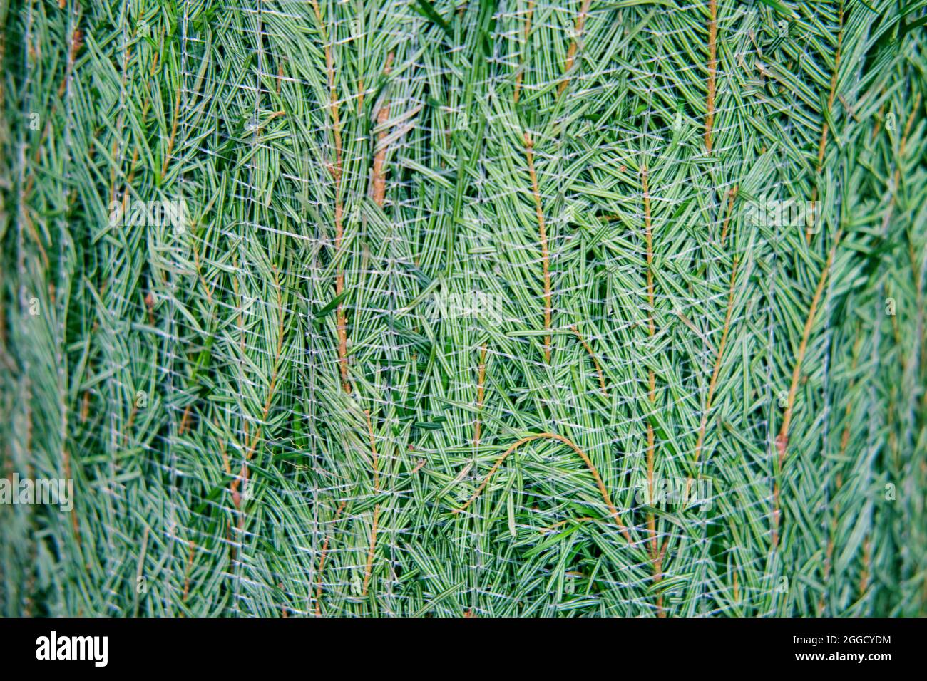 Background of green needles of a Christmas tree in a store grid ...