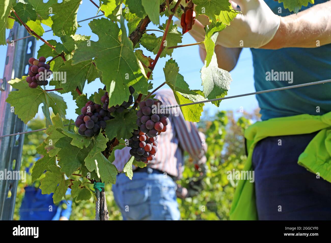 Grape harvest: Hand harvest of Pinot Noir and Pinot Gris grapes Stock ...