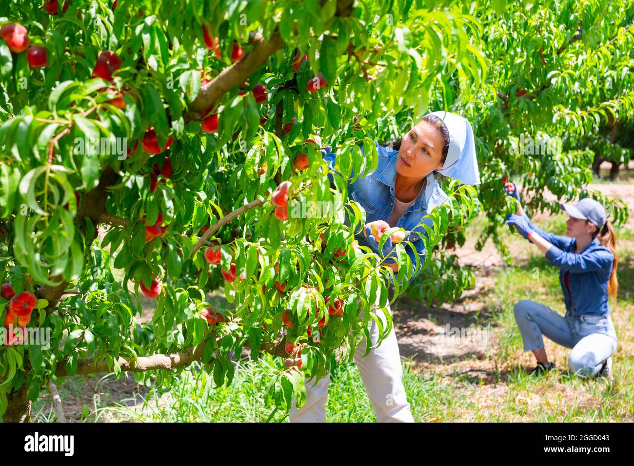 Asian woman plucks fig peaches from a tree Stock Photo - Alamy