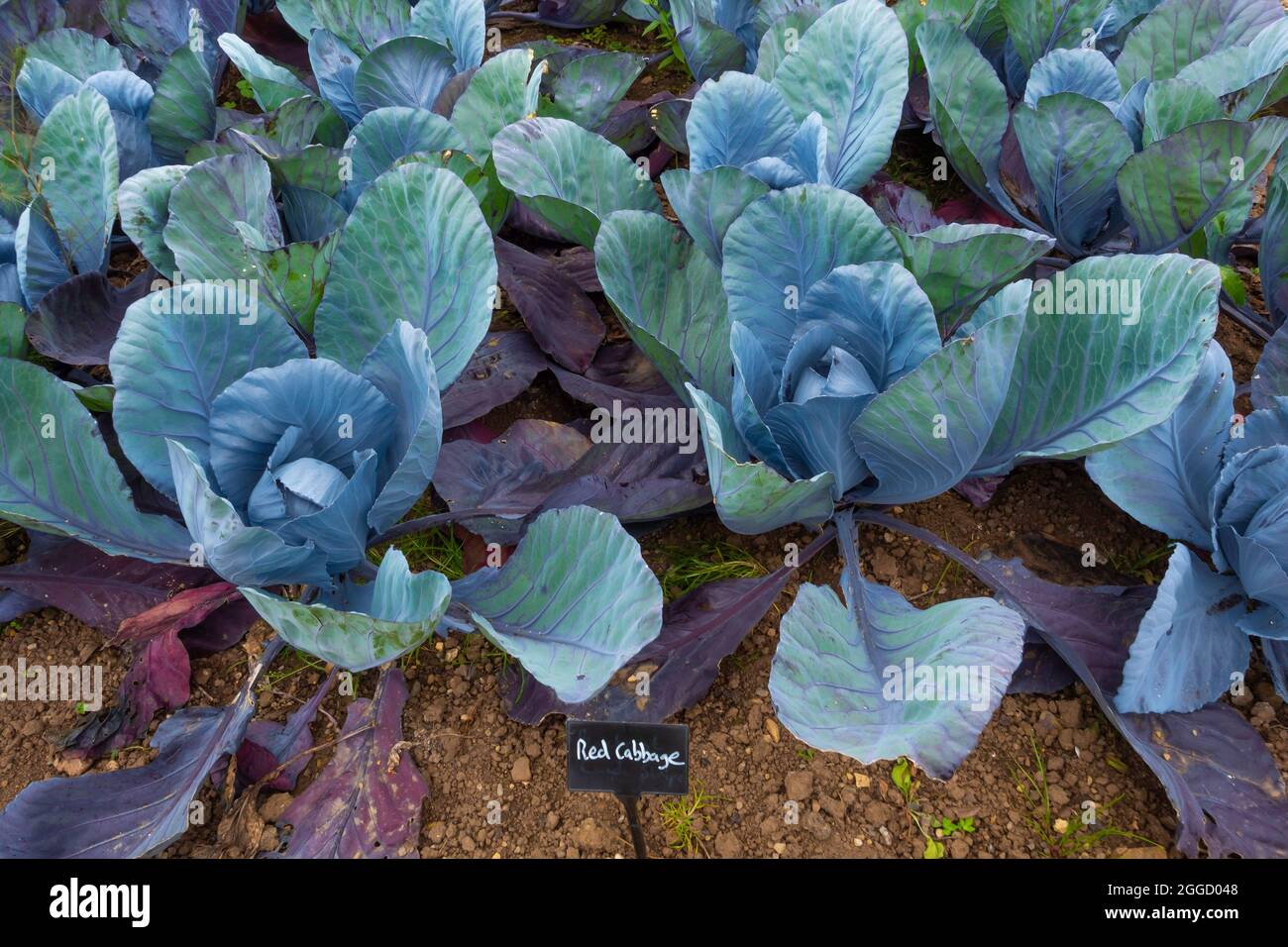 Red Cabbages growing in the Edible Garden at the Walled Rose Garden ...
