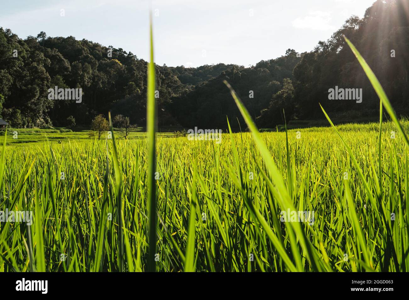 landscape Paddy rice field in asia Stock Photo - Alamy