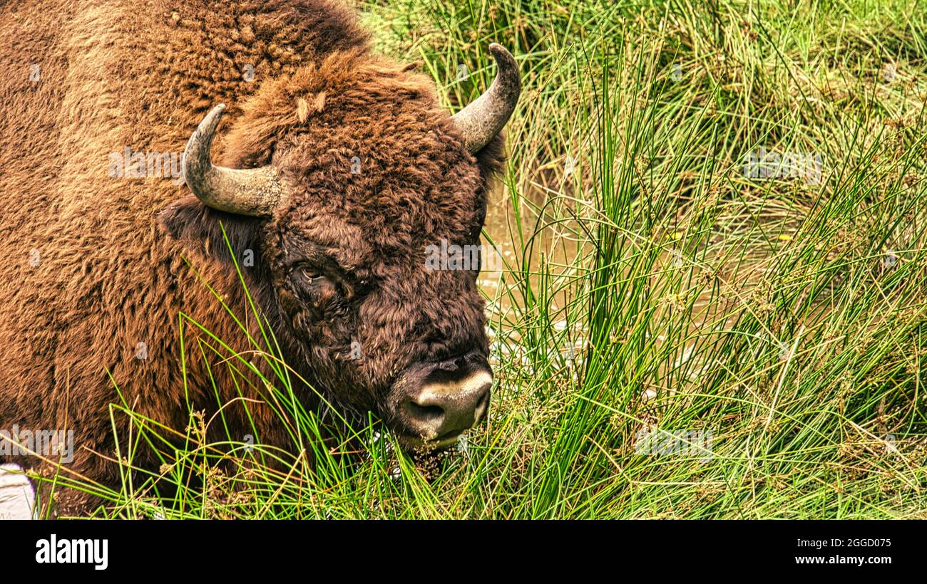 Buffalo bull head vector hi-res stock photography and images - Alamy