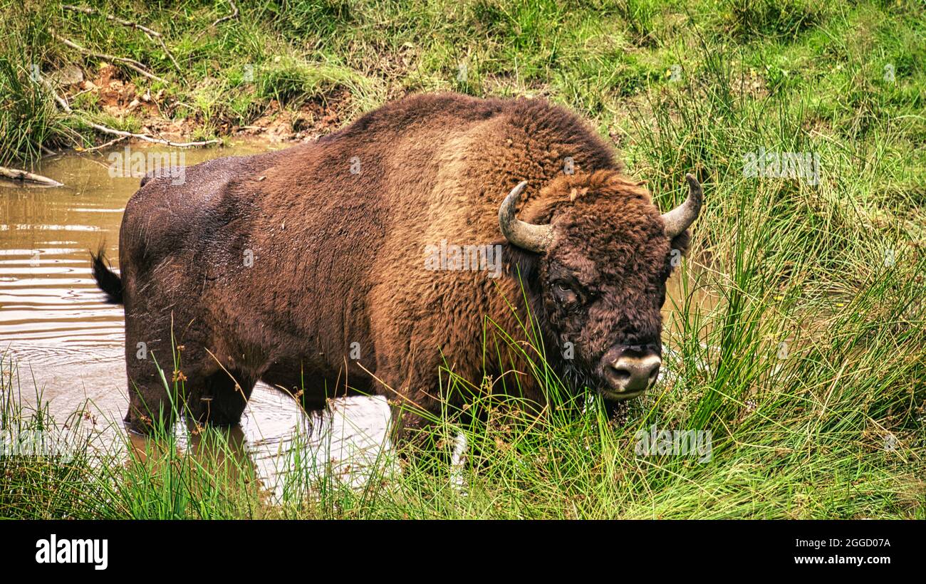 The Wiesent is a species of buffalo that lives freely again in Germany ...