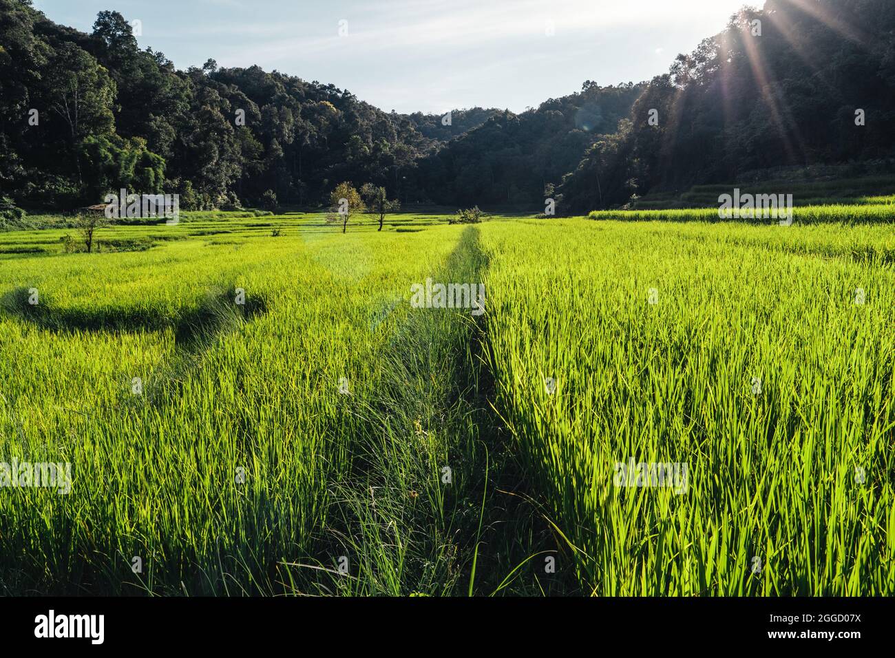 landscape Paddy rice field in asia Stock Photo - Alamy