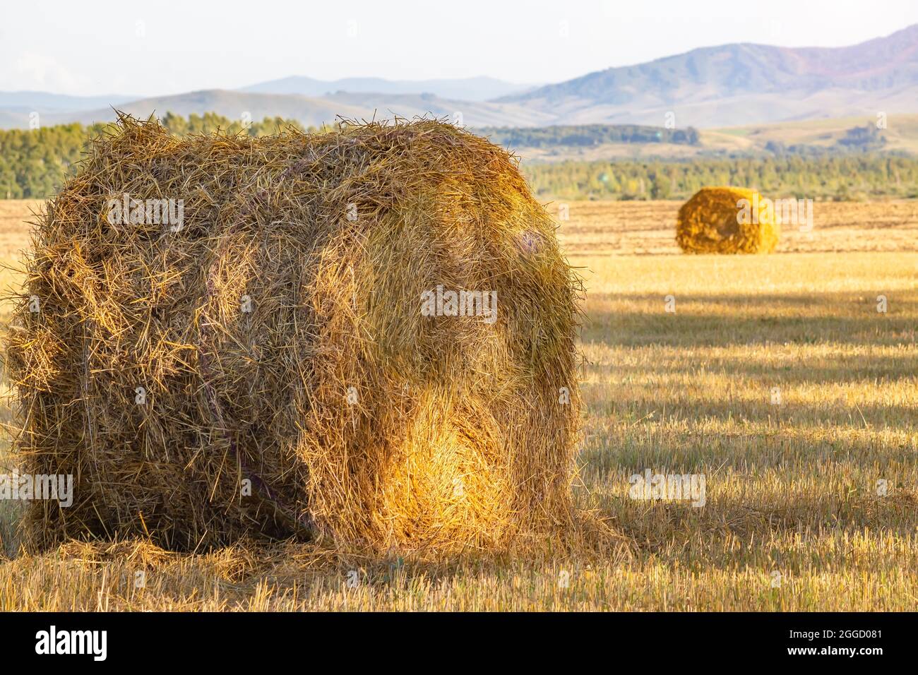 a round bale, a haystack, located on an agricultural farmer field Stock ...