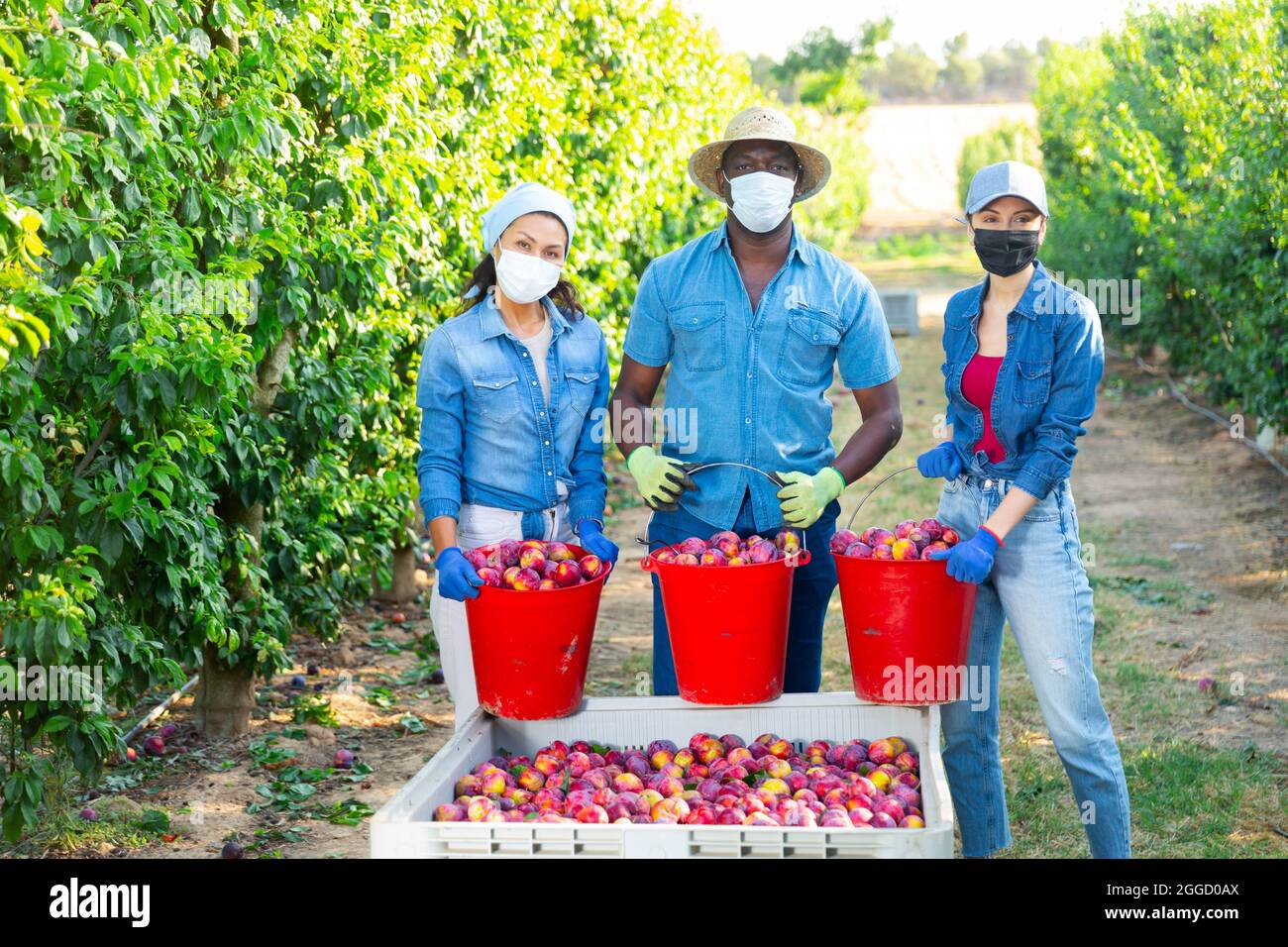 Farm workers in protective masks standing near box of harvested plums ...