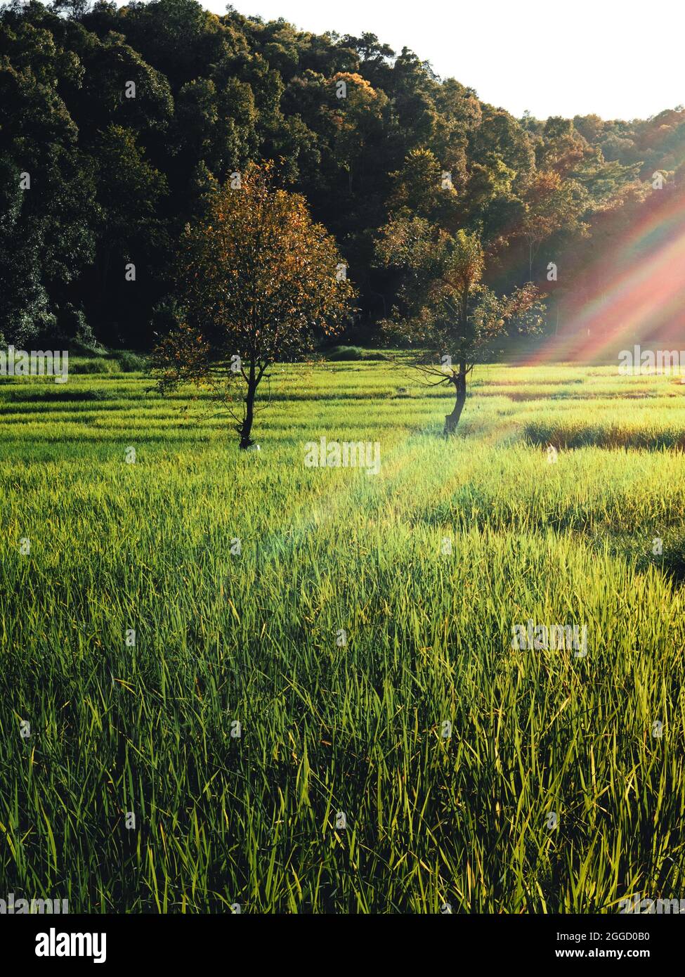 landscape Paddy rice field in asia Stock Photo - Alamy