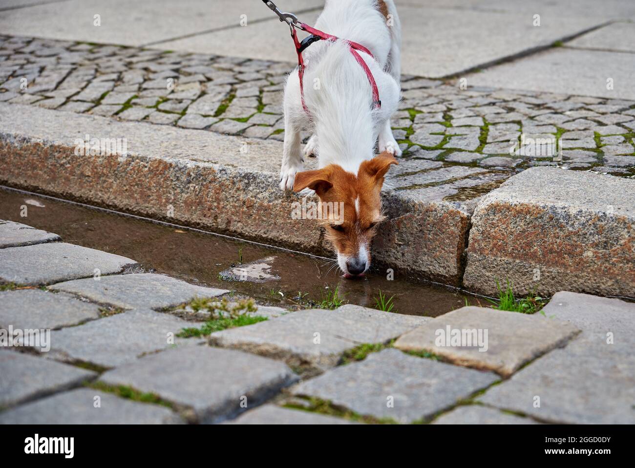 Jack Russell terrier dog drinks water from puddle. Animal thirsty Stock ...