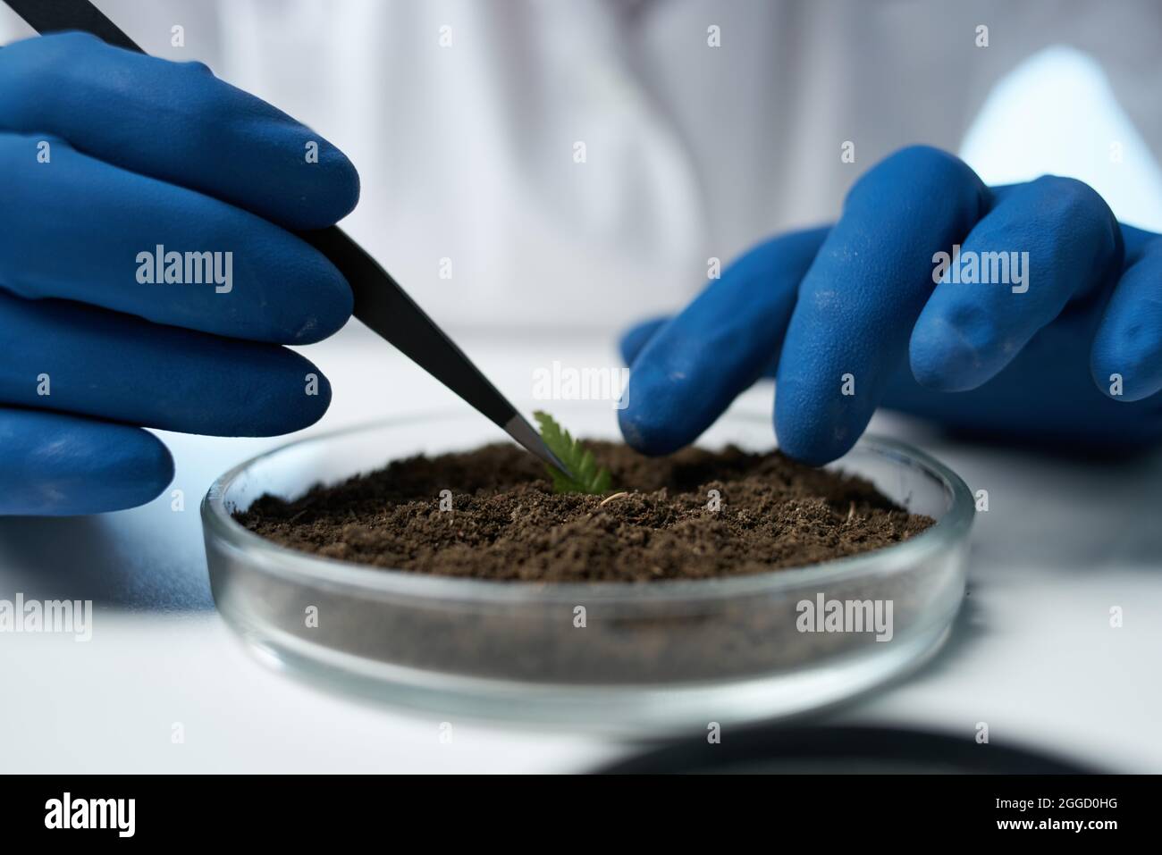 laboratory research plants microbiology science Stock Photo - Alamy