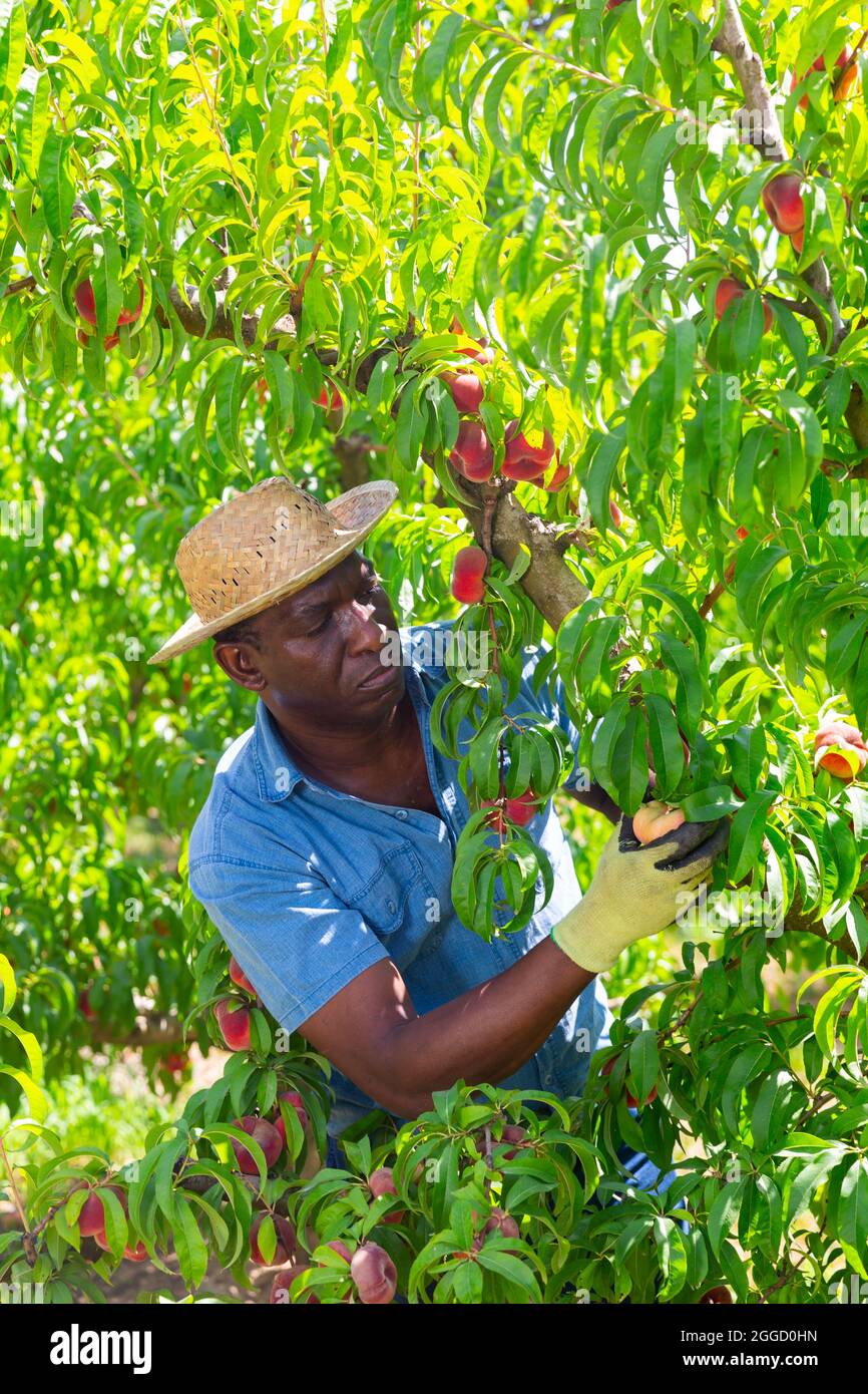 Man working on fruit plantation, gathering peaches Stock Photo - Alamy