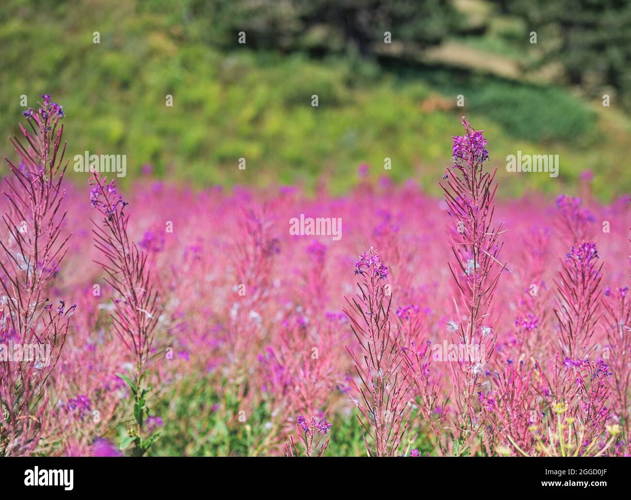 Field violet wild mountain flowers hi-res stock photography and images ...