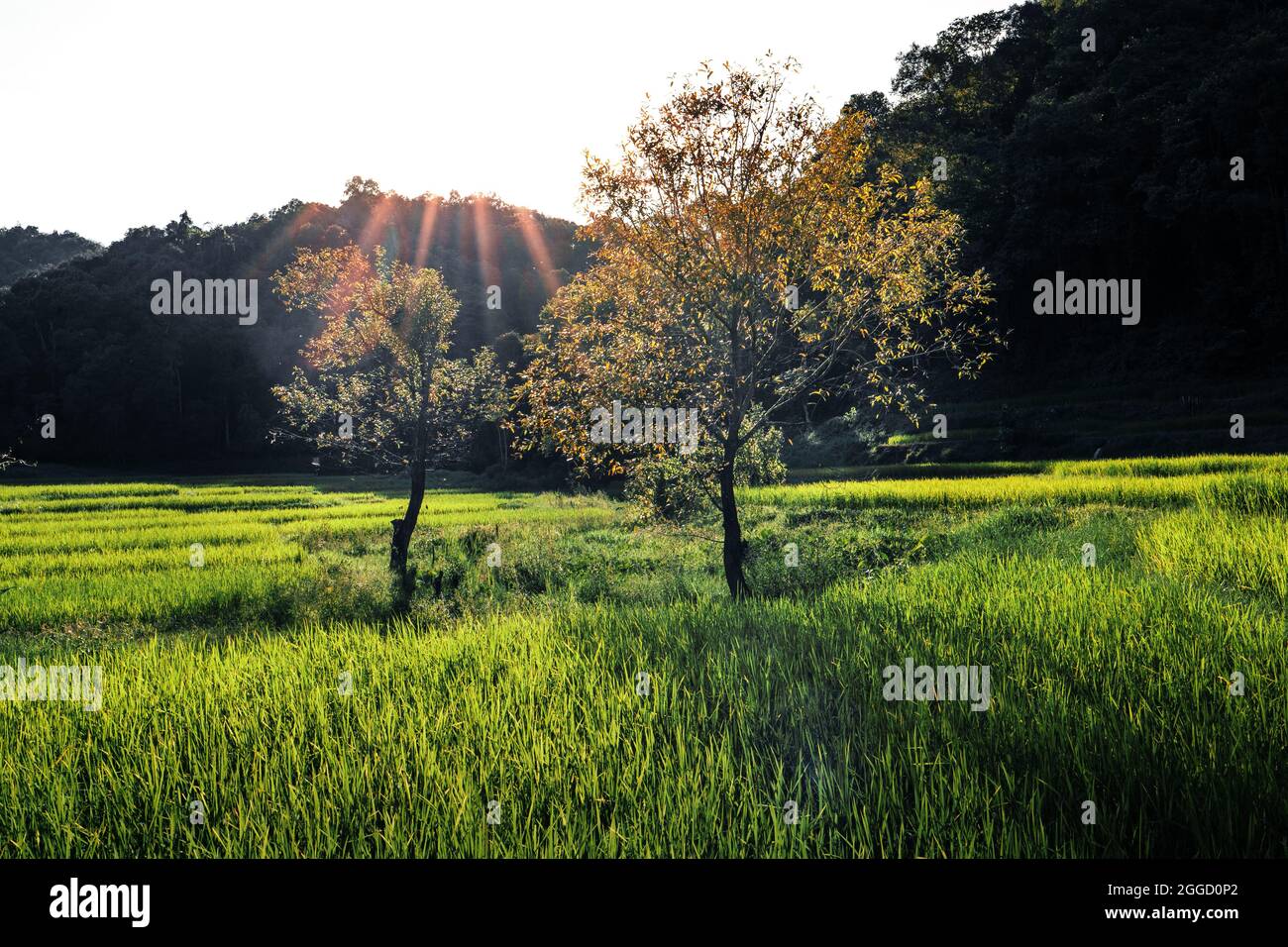 landscape Paddy rice field in asia Stock Photo - Alamy