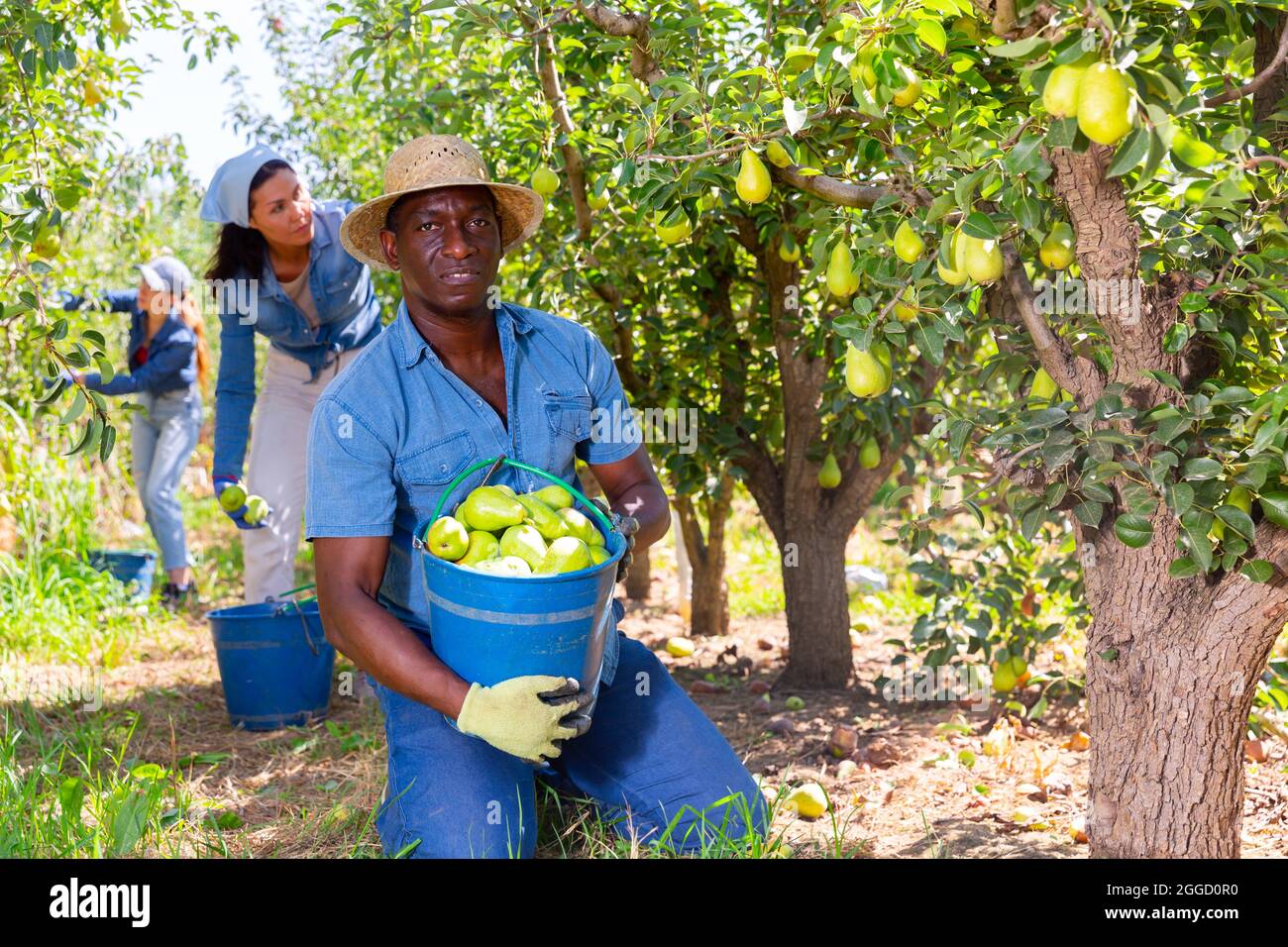 Workers harvesting pears Stock Photo - Alamy