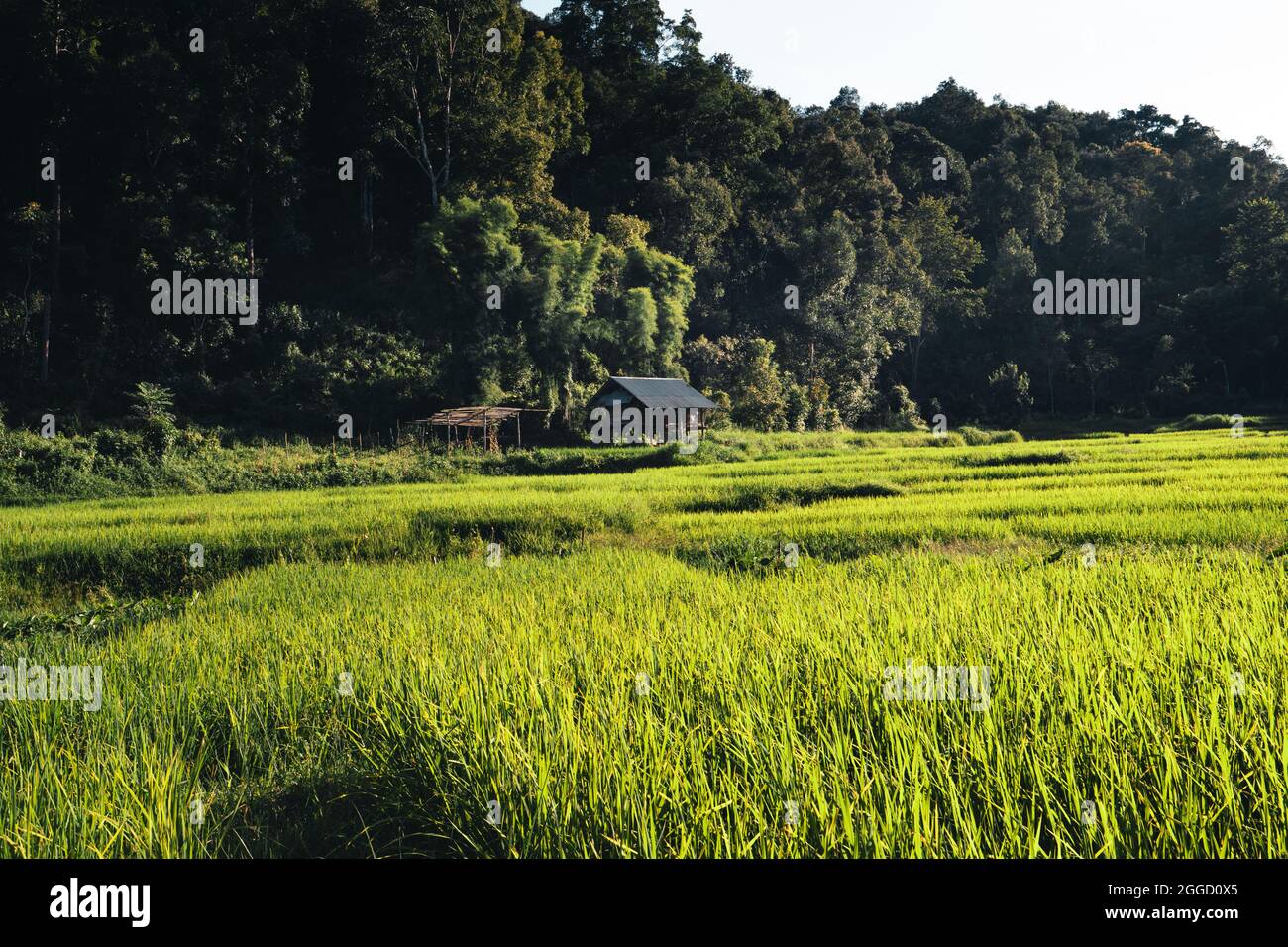 landscape Paddy rice field in asia Stock Photo - Alamy