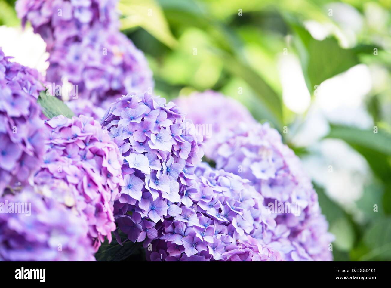 Large-leaved hydrangea flower. Lilac flowers and hydrangea leaves ...