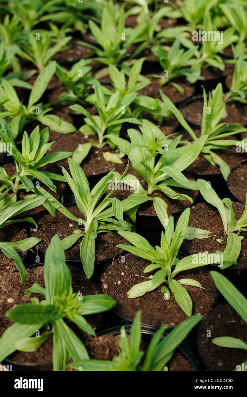 Large group of green seedlings growing in pots with soil inside ...