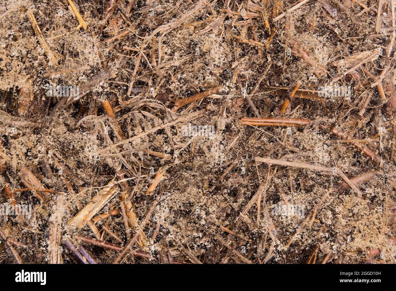 Close up view of soil ground texture for background Stock Photo - Alamy
