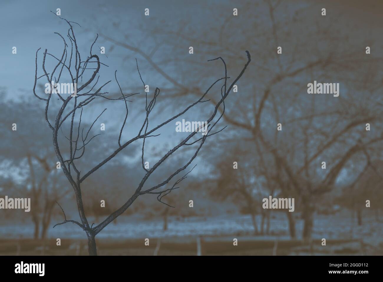 Field with the dramatic scene background Stock Photo - Alamy