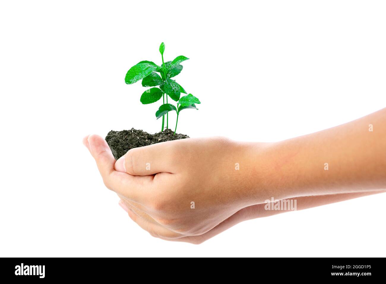 Human hand holding young plant isolated on white background, use for ...