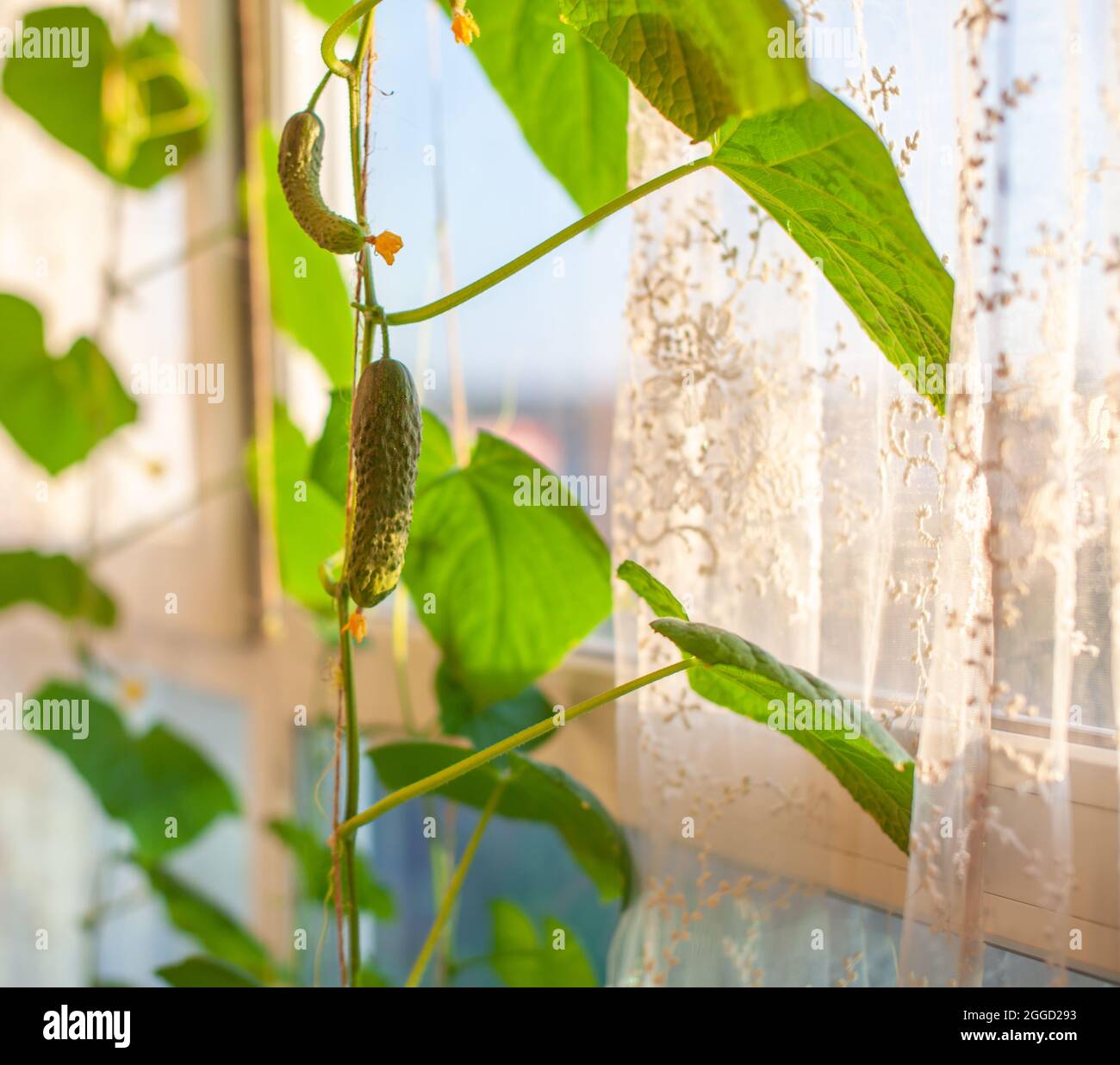 Green young cucumber with yellow flower. Gardening background with mini ...