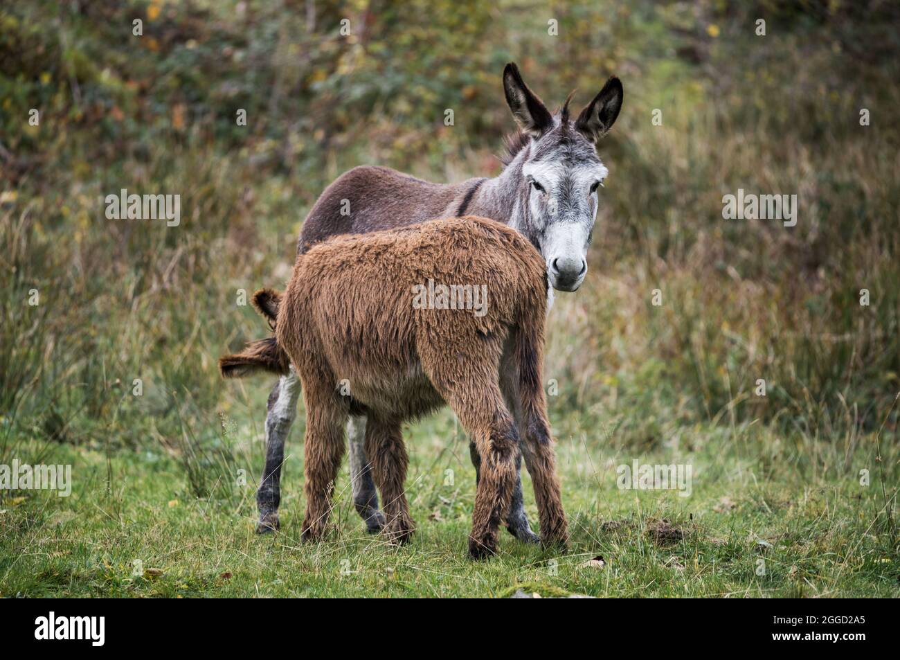 Donkey female and her cub. Donkey drinks mother's milk. Farm animals ...