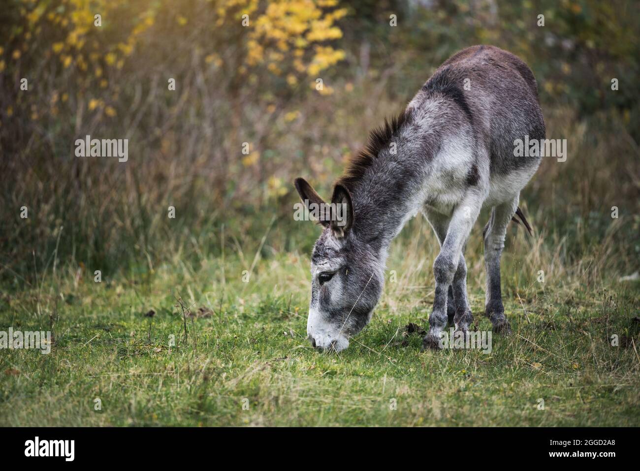 Grey donkey hi-res stock photography and images - Alamy