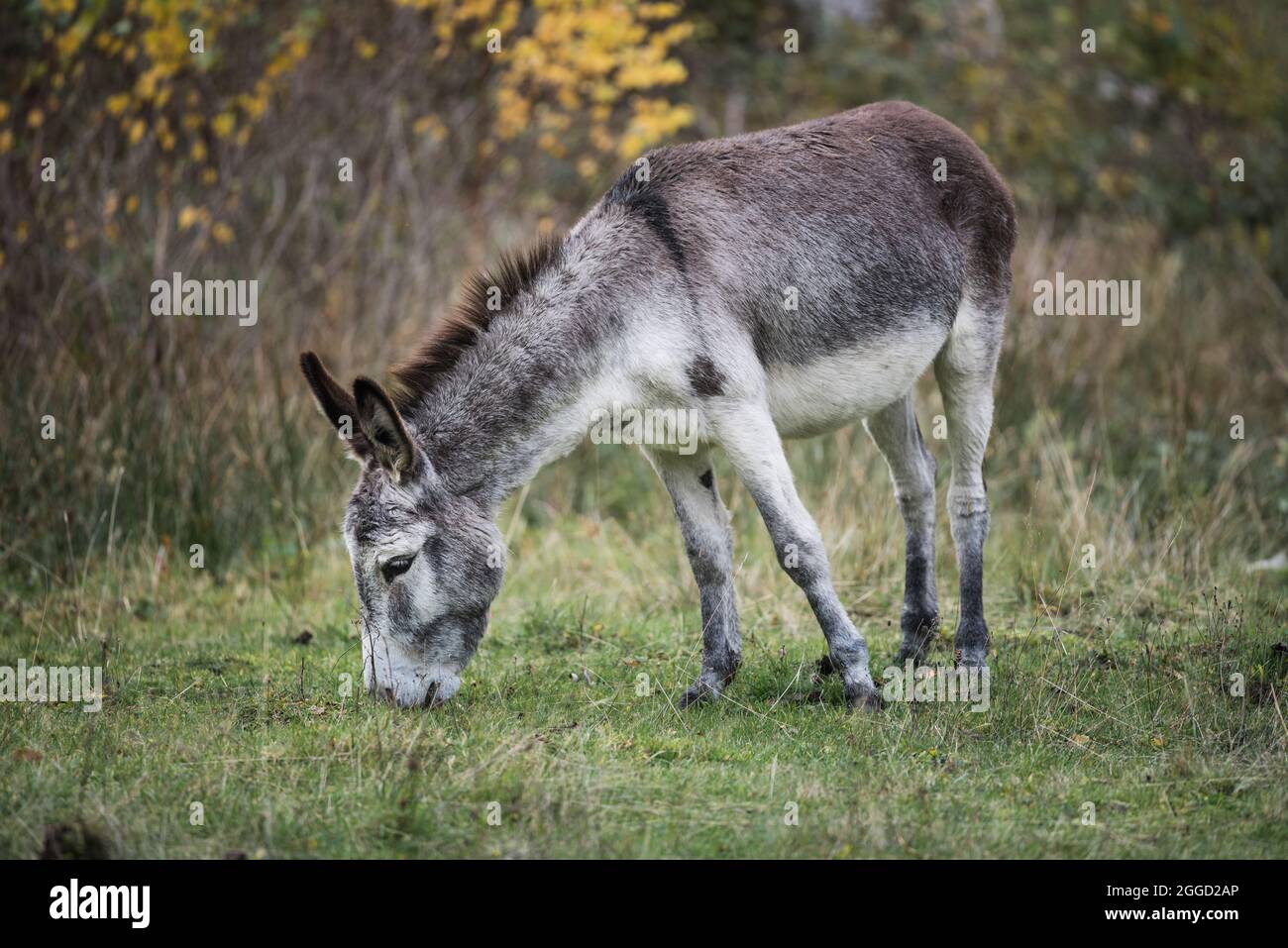 Grey farm animal hi-res stock photography and images - Alamy