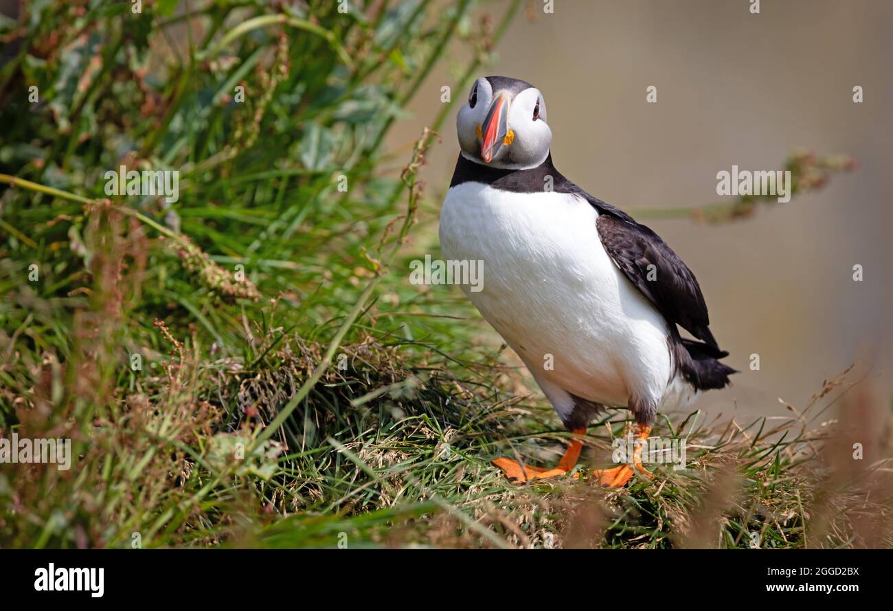 The atlantic puffin lives on the ocean and comes for nesting and ...