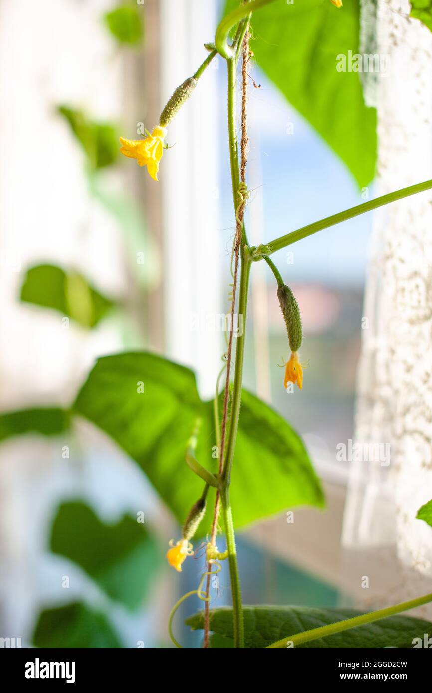 Green young cucumber with yellow flower. Gardening background with mini ...