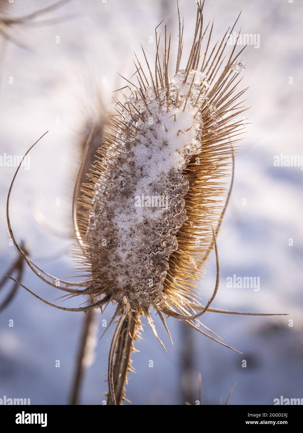 Vertical shallow focus shot of a giant thistle burr growing in a ...
