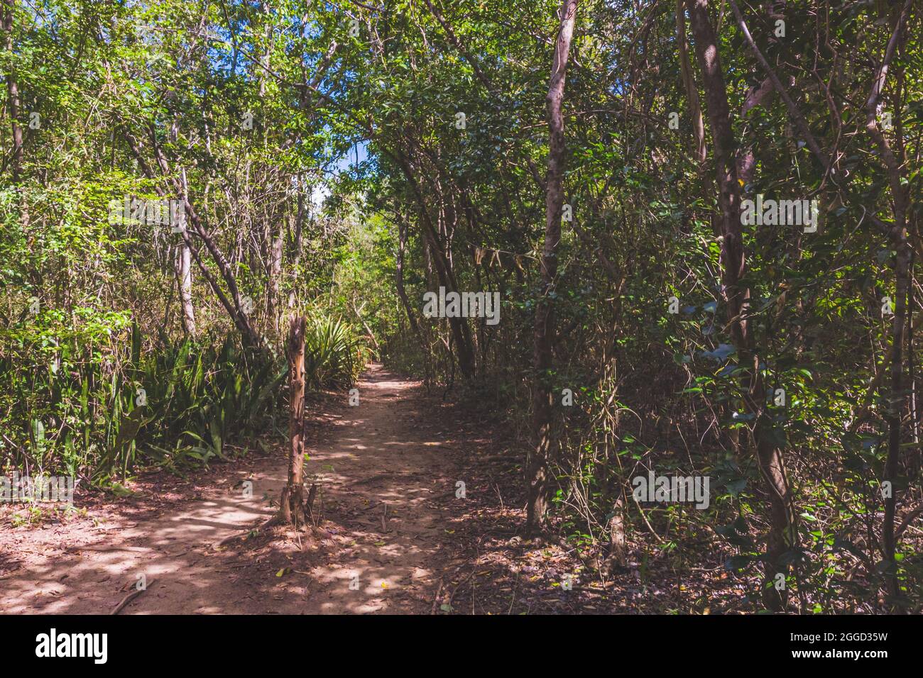 Scrub brush tree hi-res stock photography and images - Alamy