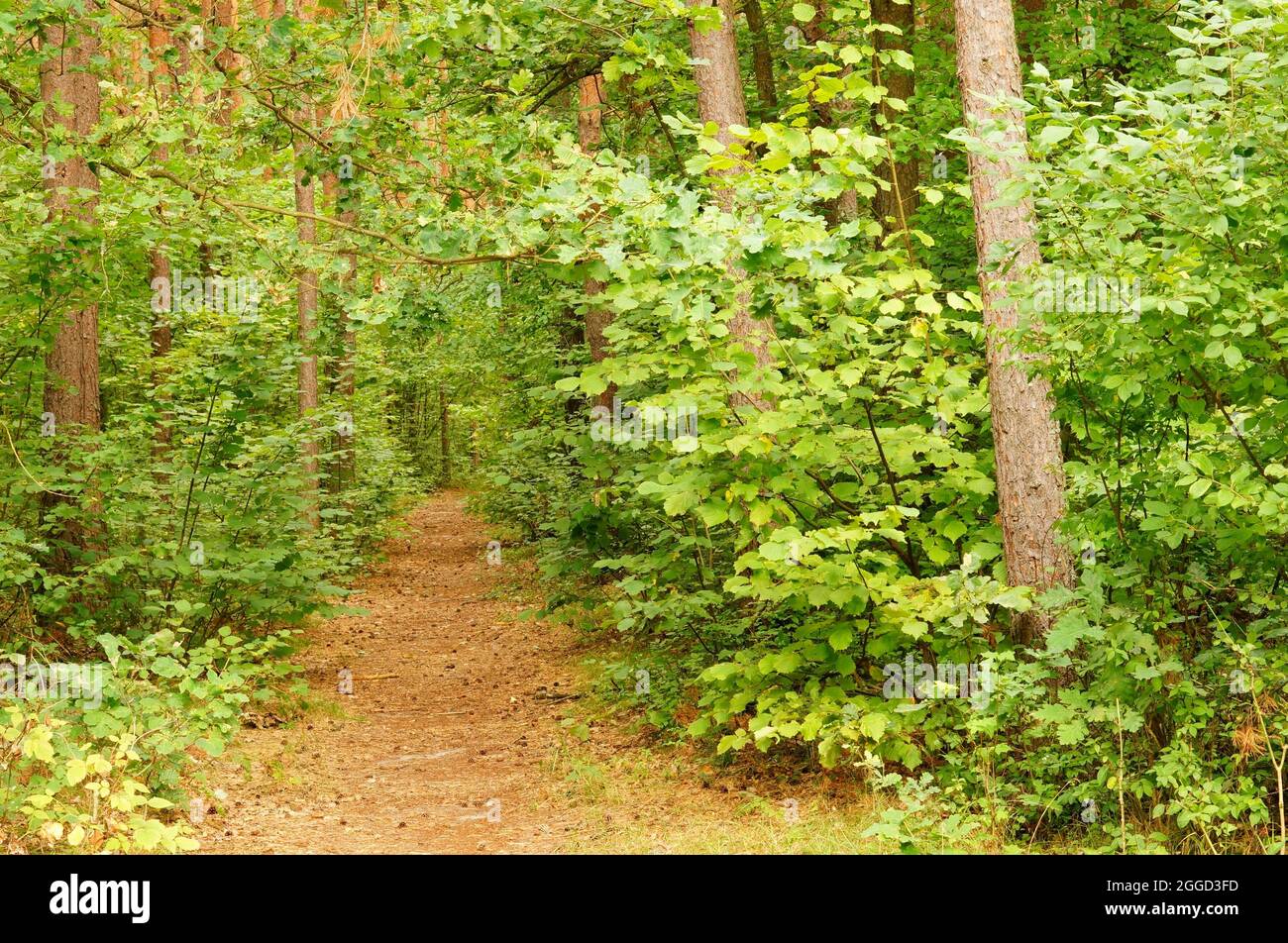 Narrow path in the forest Stock Photo - Alamy