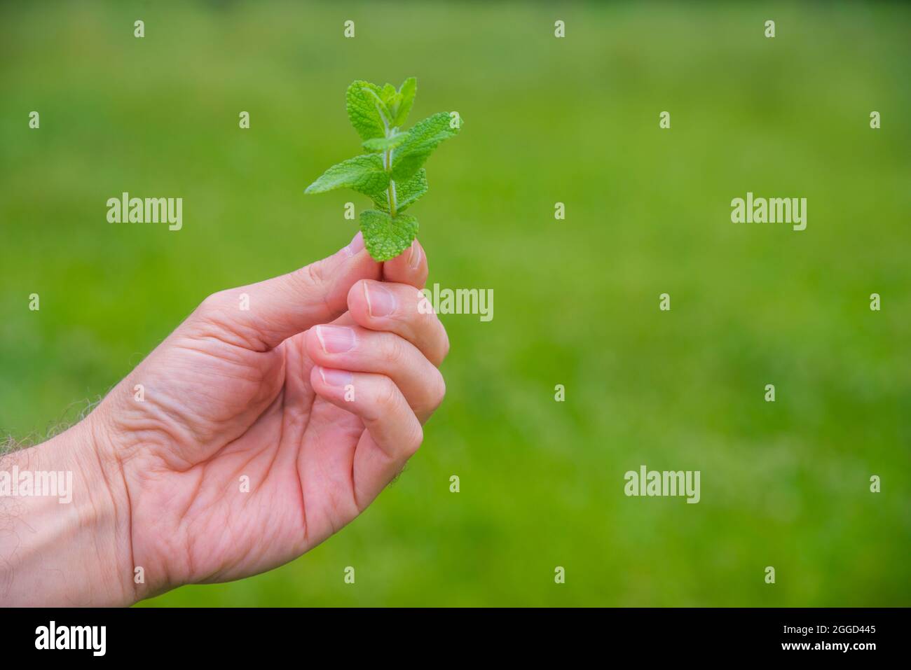 Hand holding mint leaves Stock Photo - Alamy