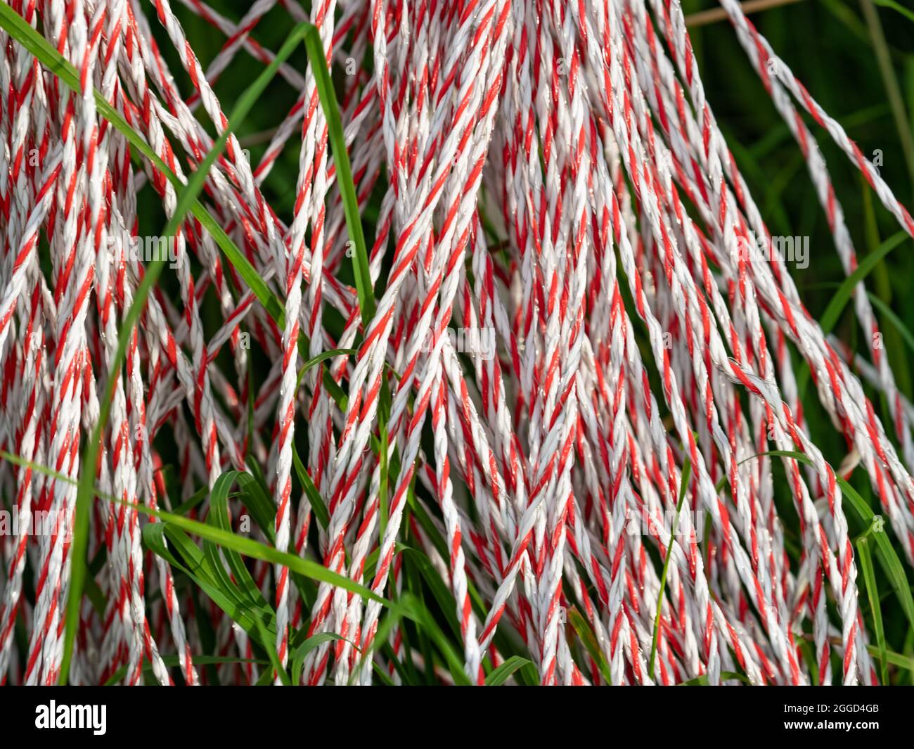 Detail of an electric rope on the border of a pasture for cattle and ...