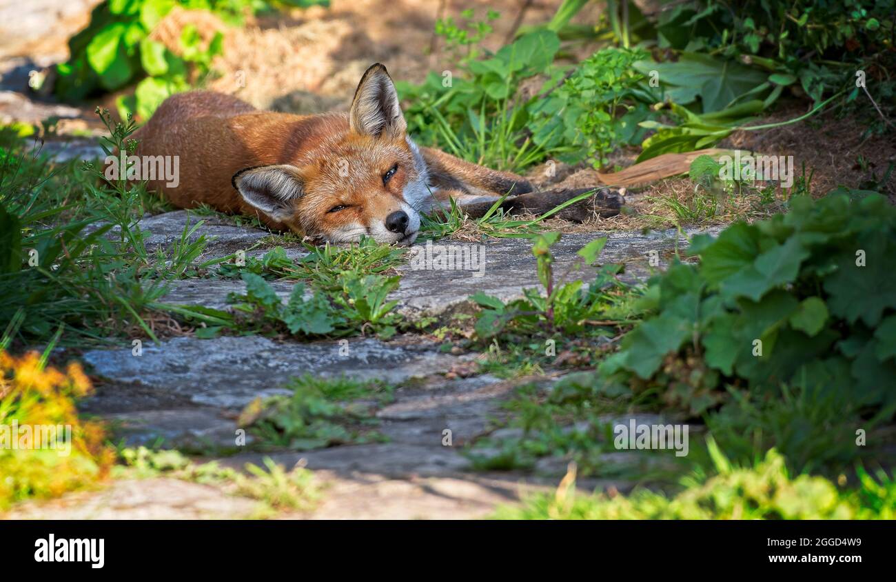 Urban brown fox resting in a suburban garden Stock Photo - Alamy