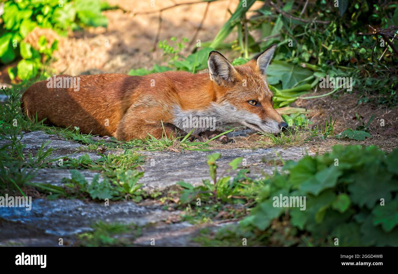 Urban brown fox resting in a suburban garden Stock Photo - Alamy