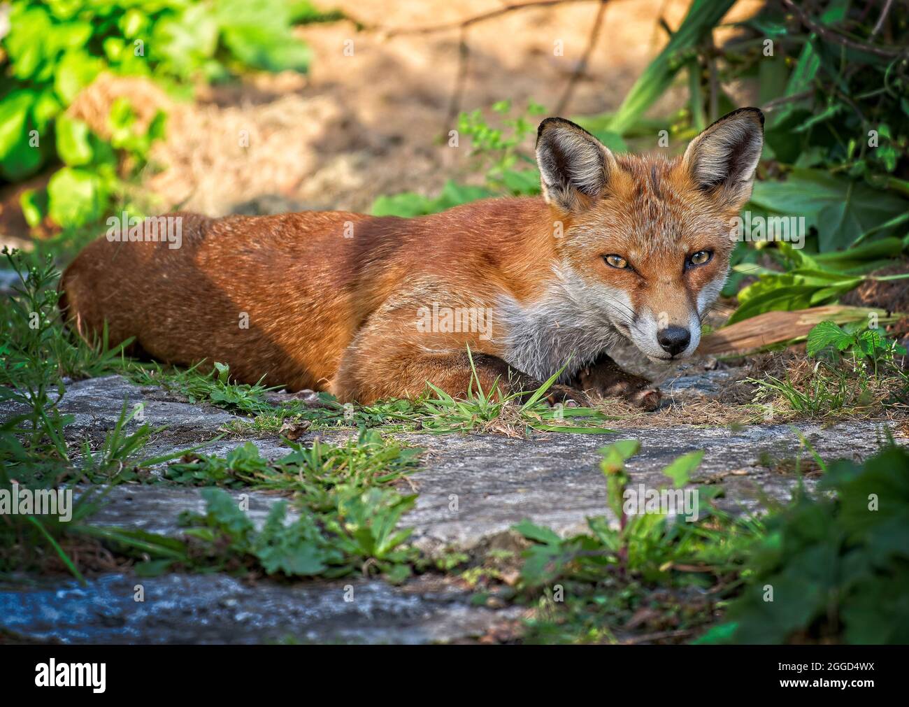 Urban brown fox resting in a suburban garden Stock Photo - Alamy