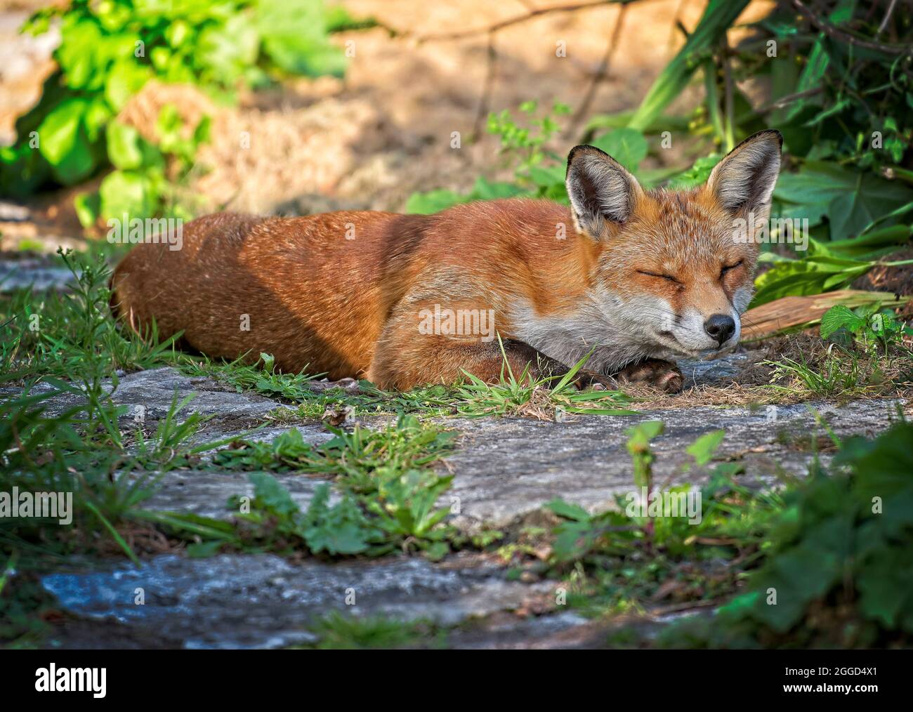Urban brown fox resting in a suburban garden Stock Photo - Alamy