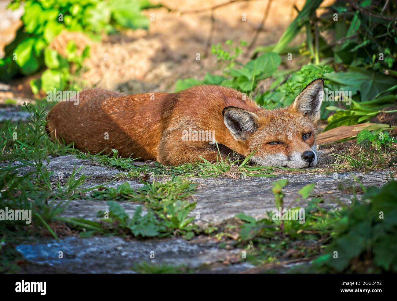 Urban brown fox resting in a suburban garden Stock Photo - Alamy