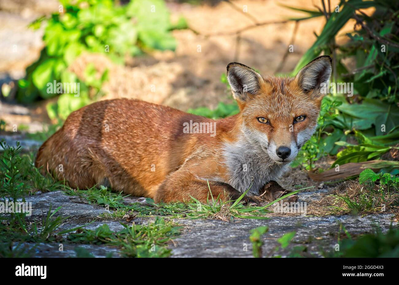 Urban brown fox resting in a suburban garden Stock Photo - Alamy